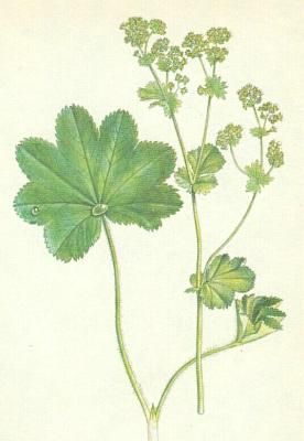 Jak na molusky | Mimibazar.cz