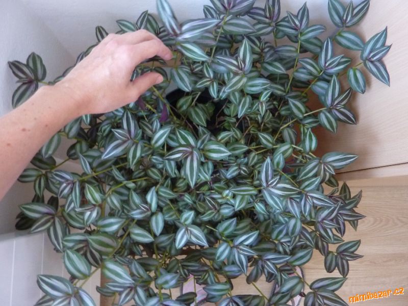 Prodám - Nádherná větší voděnka pokojová rostlina, Brno | Mimibazar.cz