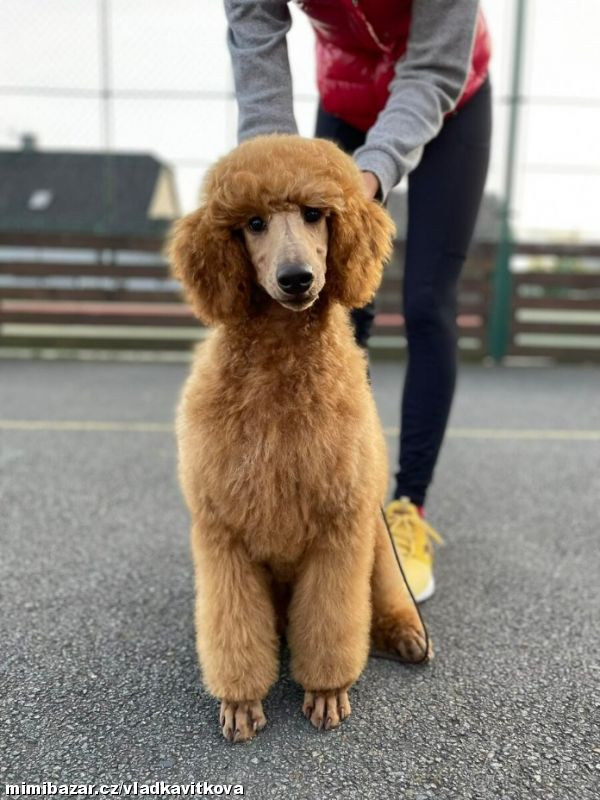 Prodám - Pudl královský, Nový Jičín | Mimibazar.cz