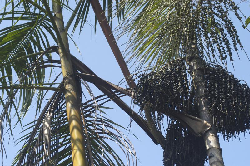 Palma Açaí a její zázračné bobule | Mimibazar.cz